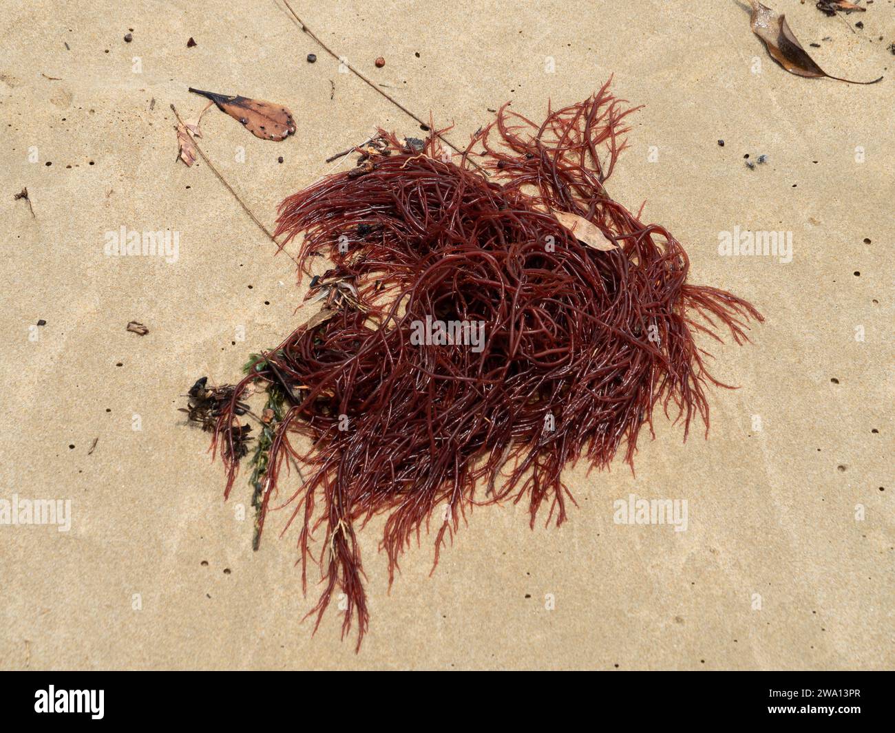 Red seaweed kelp on the sandy beach Stock Photo - Alamy