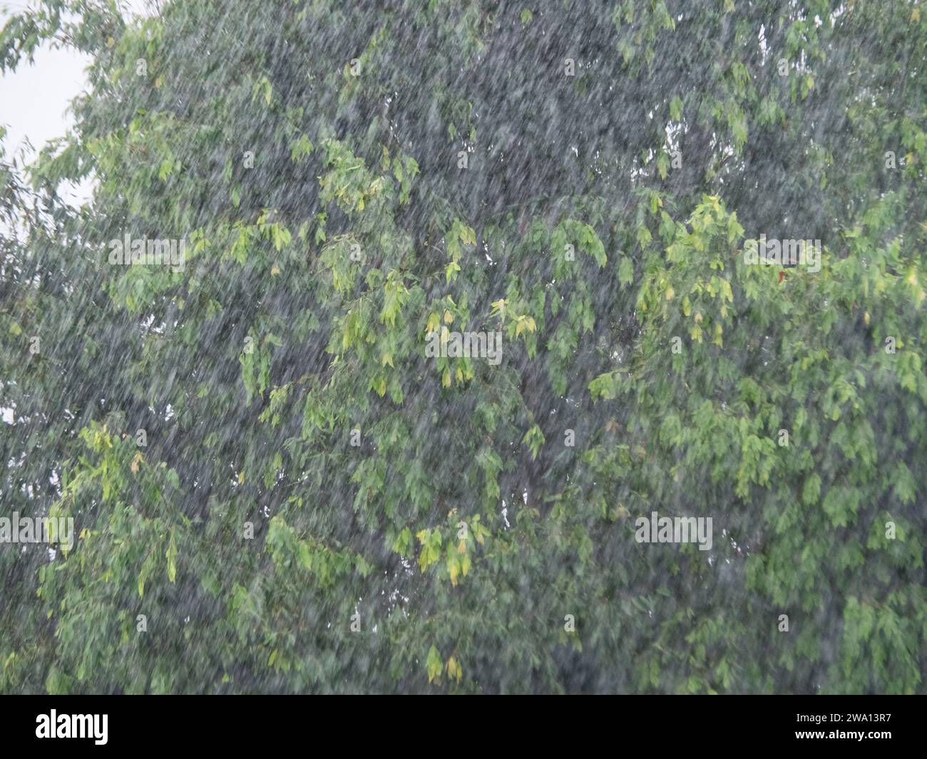 Leafy rainfall hi-res stock photography and images - Alamy