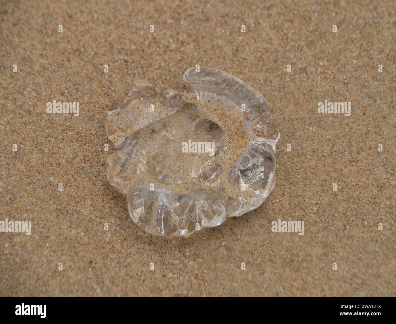 Jellyfish? or jelly egg sac from moon snails? on Australian beach ...