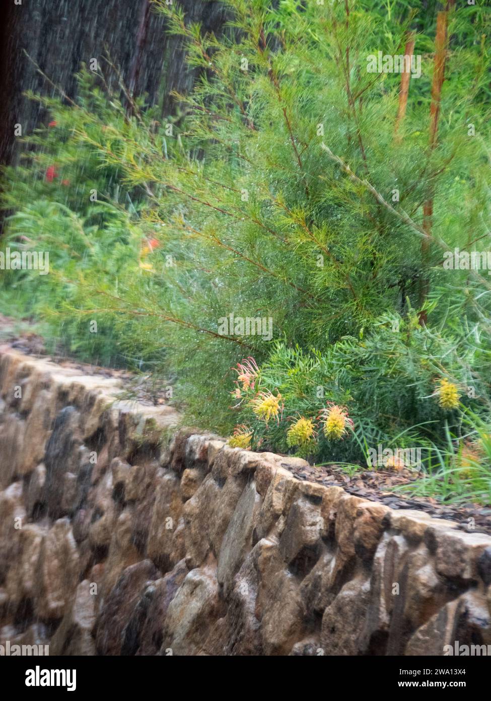 Grevillea Loopy Lou flowers and other Australian native plants in the ...