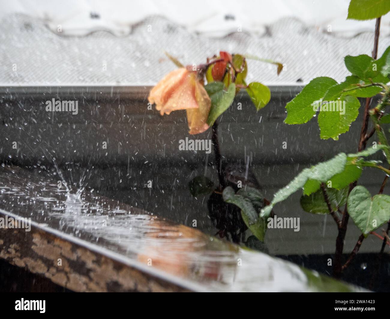 A giant raindrop splashes up off the railing into the heavy rainfall ...