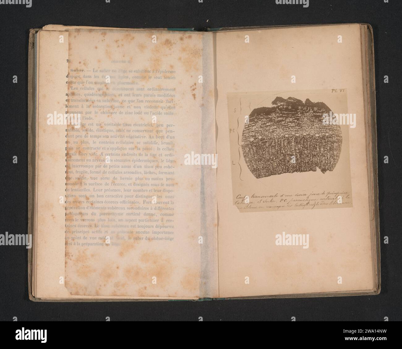 Cross -section of the young bark of Cinchona Calisaya, Anonymous, c ...