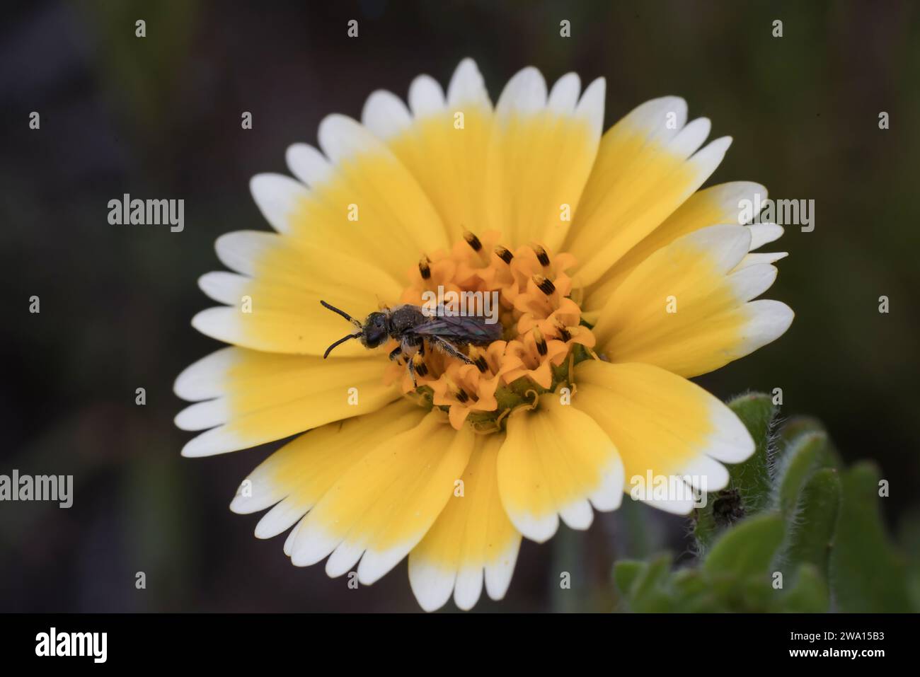Coastal tidytips hi-res stock photography and images - Alamy