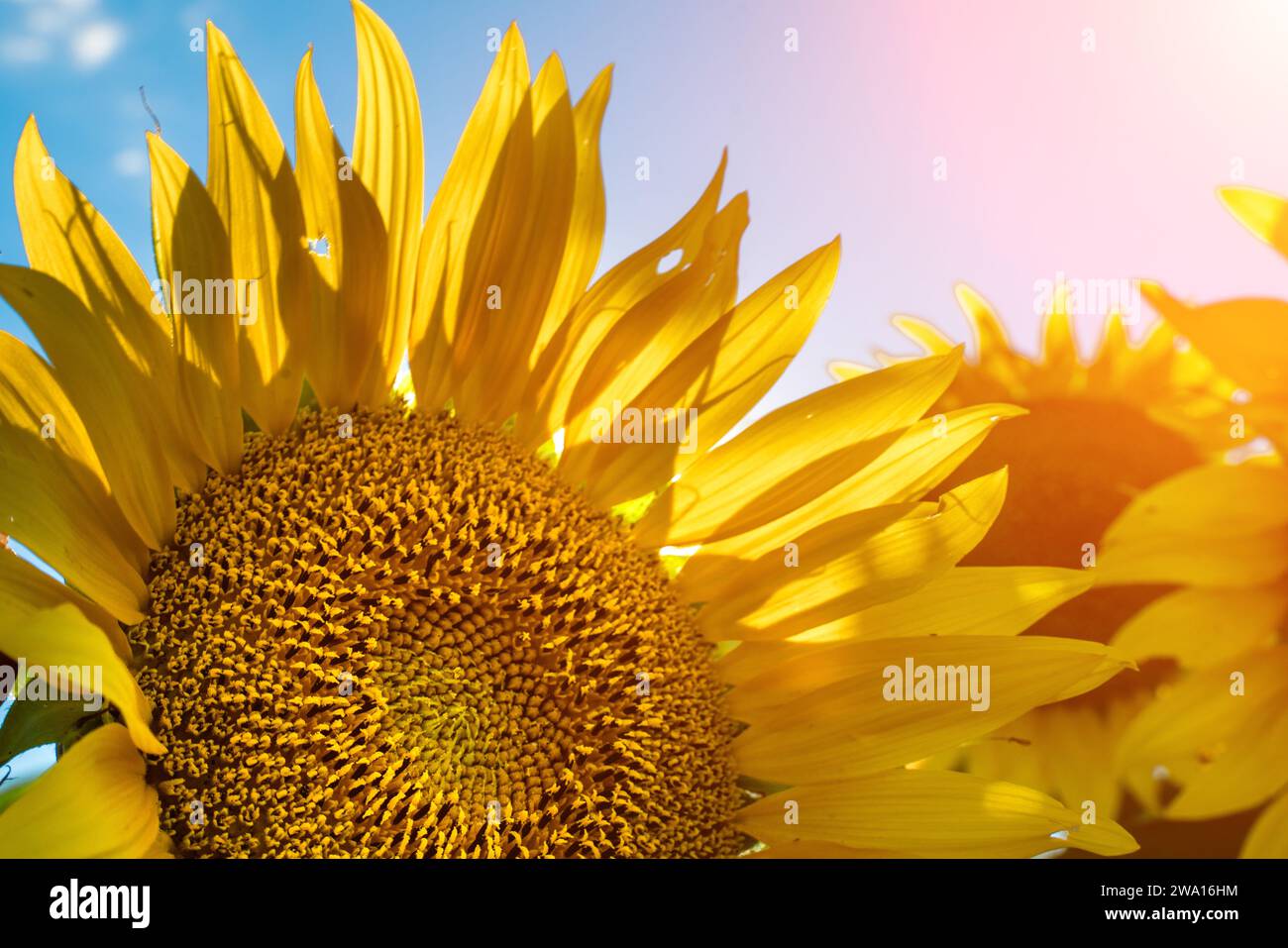 Half of a sunflower flower against a blue sky. The sun shines through ...