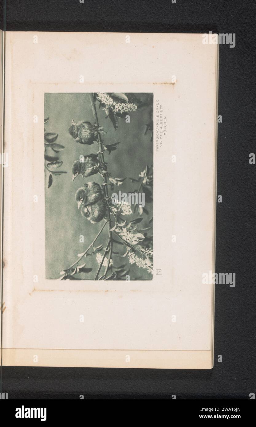Four birds on a branch, anonymous, c. 1894 - in or before 1899 ...