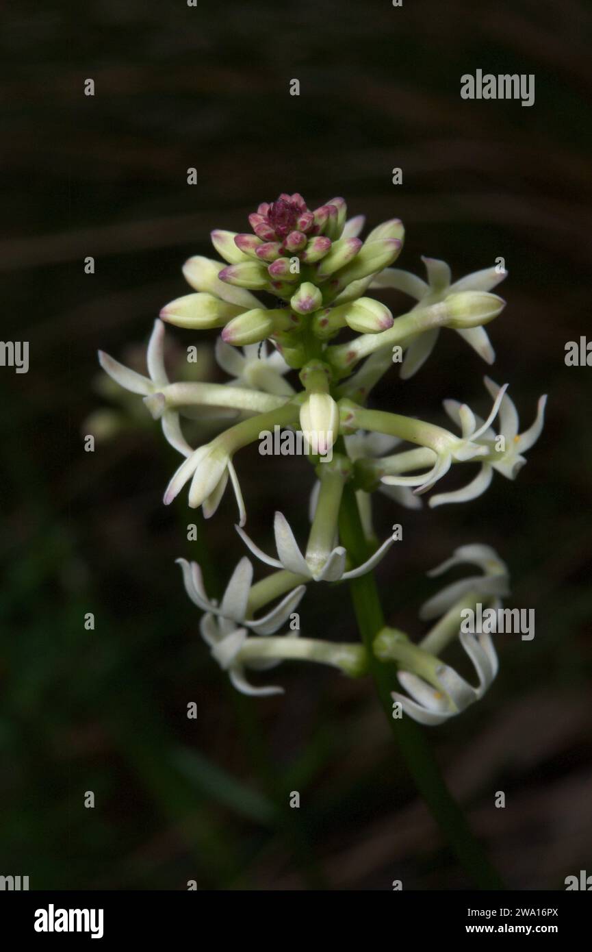 Creamy Candles (Stackhousia Monogyna) are very pretty, but hard to ...