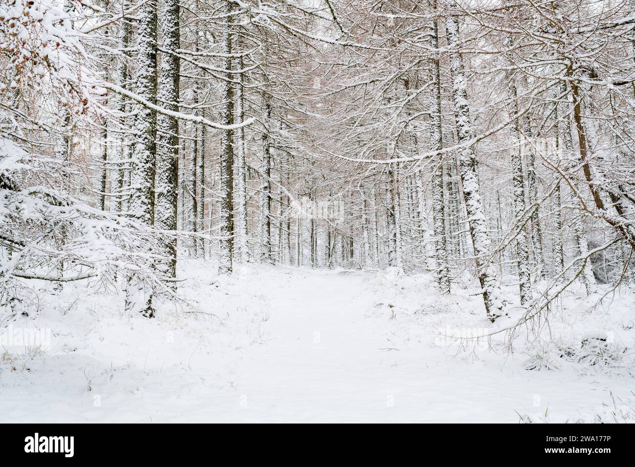 Woodland track through larch trees in the snow. Huntley, Aberdeenshire ...