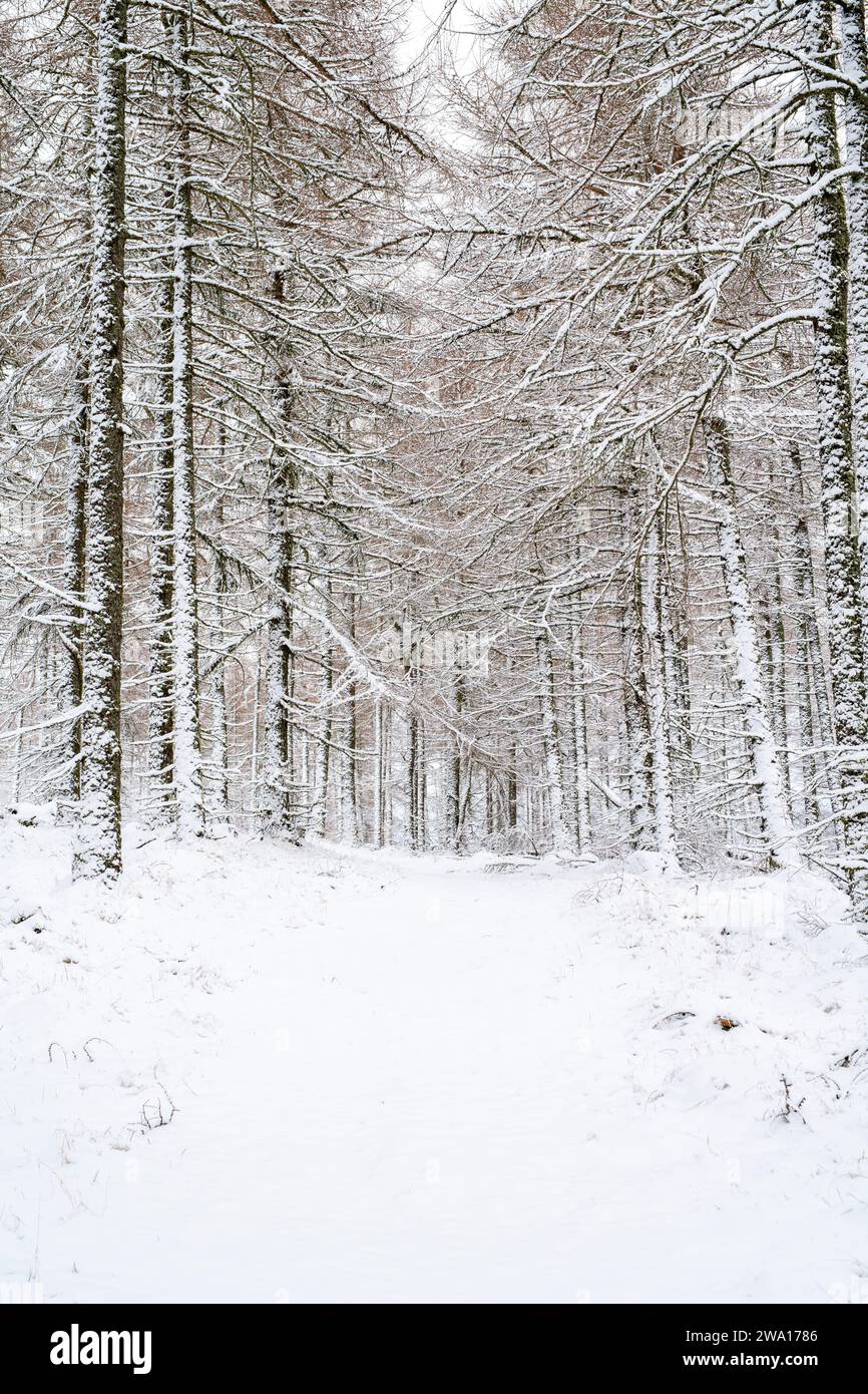 Woodland track through larch trees in the snow. Huntley, Aberdeenshire ...
