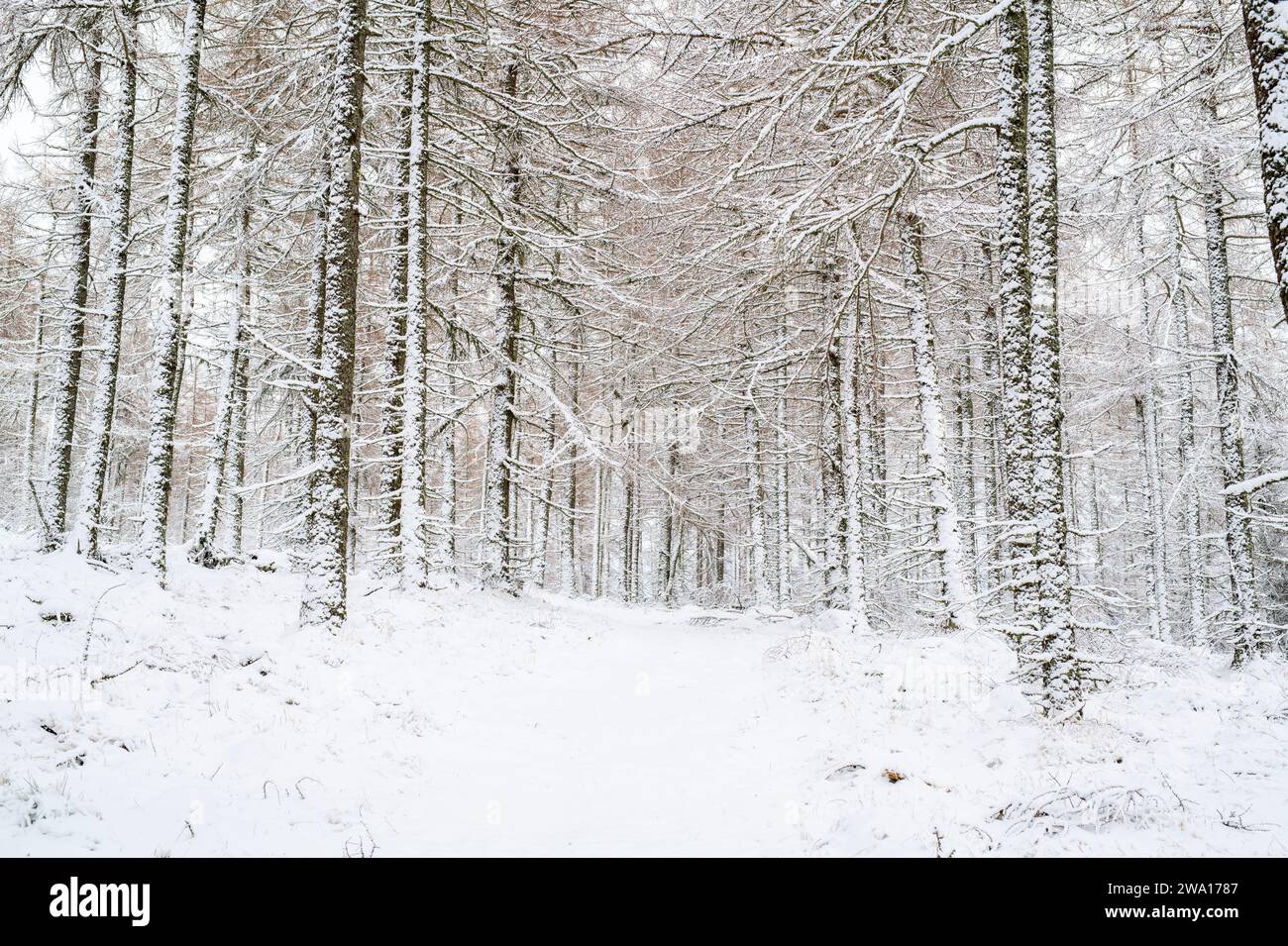 Woodland track through larch trees in the snow. Huntley, Aberdeenshire ...
