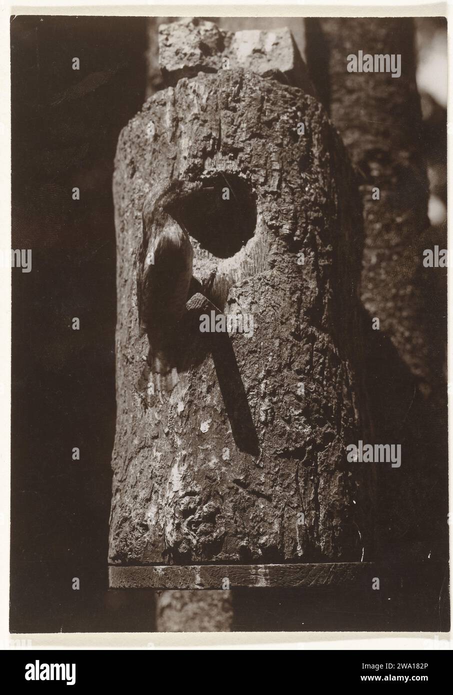 Turning neck at his nest box (birds), 1900 - 1930 photograph ...