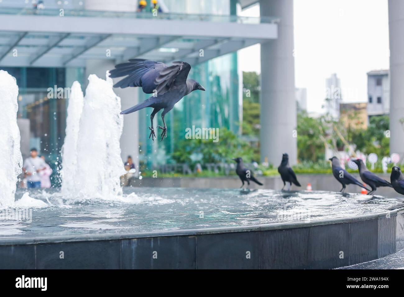 Flying black crows hi-res stock photography and images - Alamy