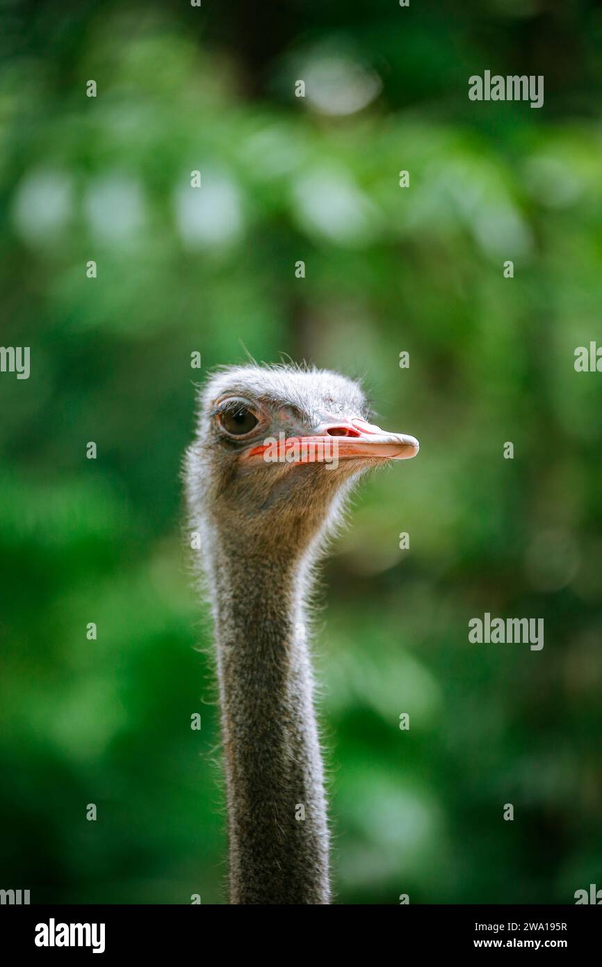 Close-up portrait of an ostrich in Dehiwala Zoo Garden of sri lanka ...