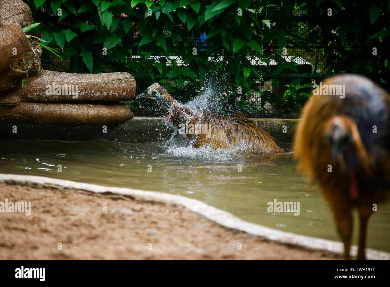 Closeup of emu playing in water in a national park in sri lanka ...