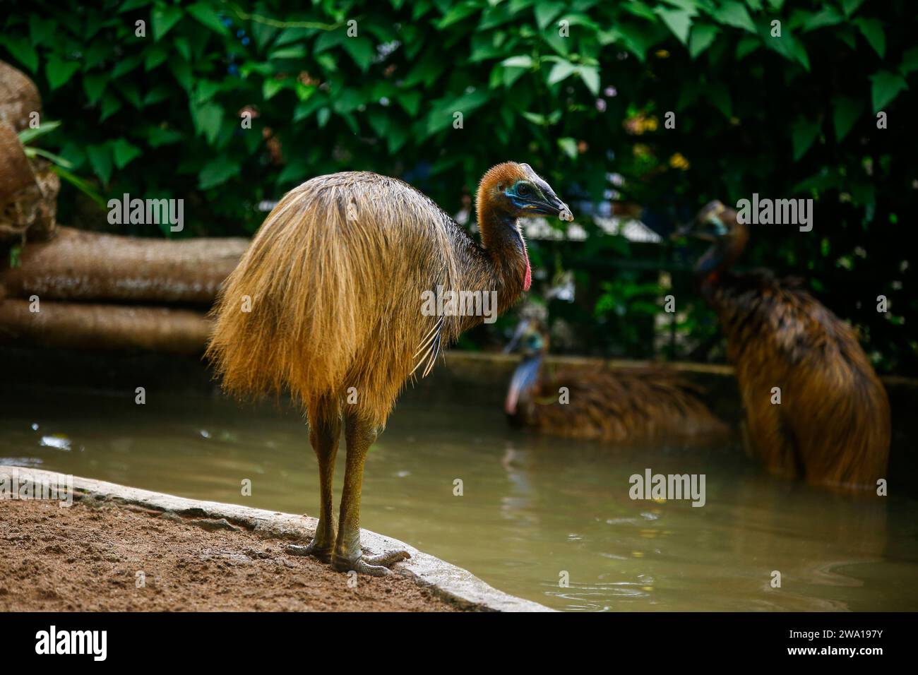 Emu closeup hi-res stock photography and images - Alamy