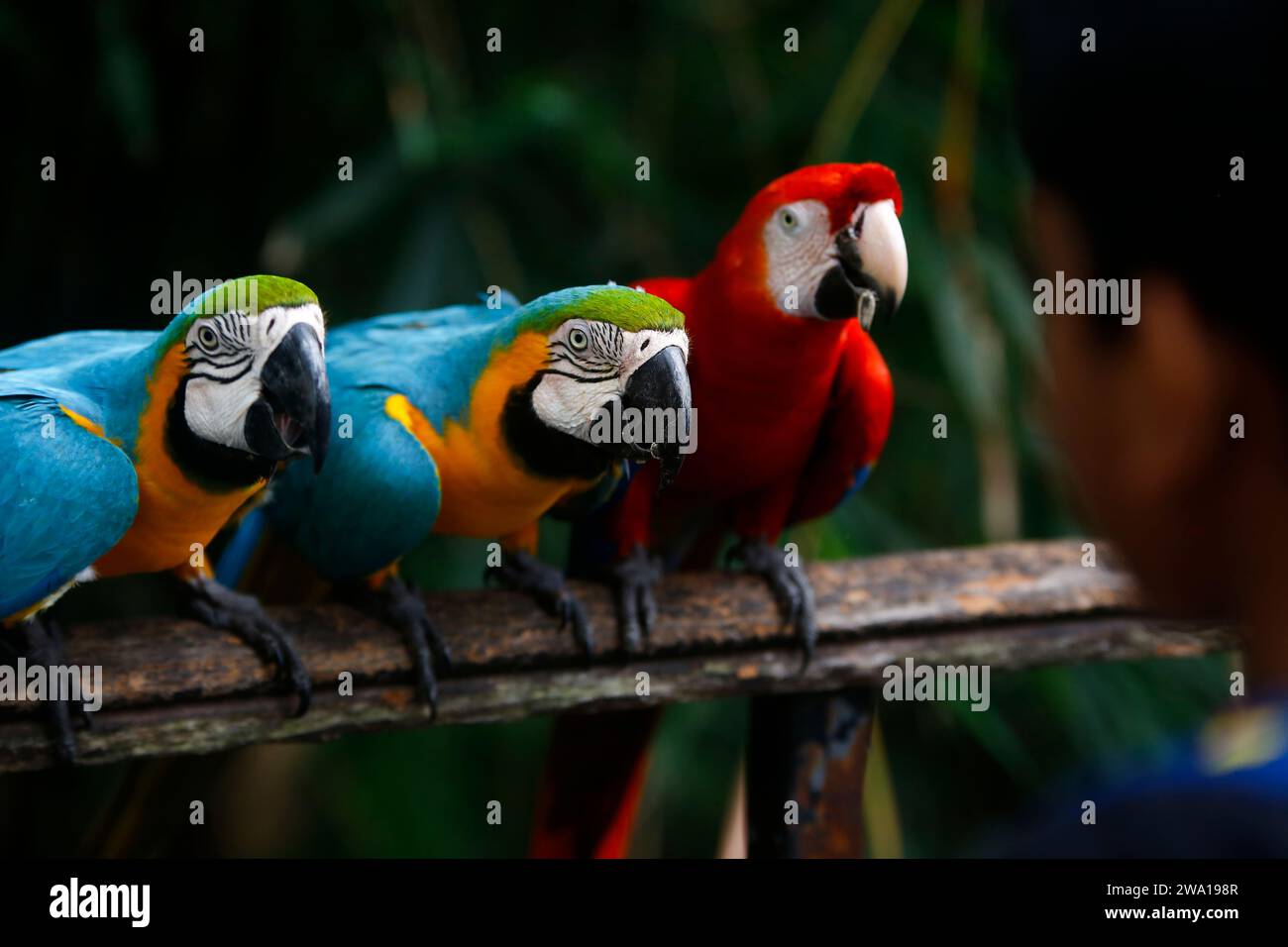 A group of colorful macaws Looking to the seeds in a row. in sri lanka ...