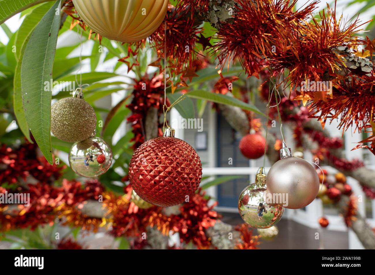 Copper, bronze and gold holiday decorations hanging on a Frangipani ...