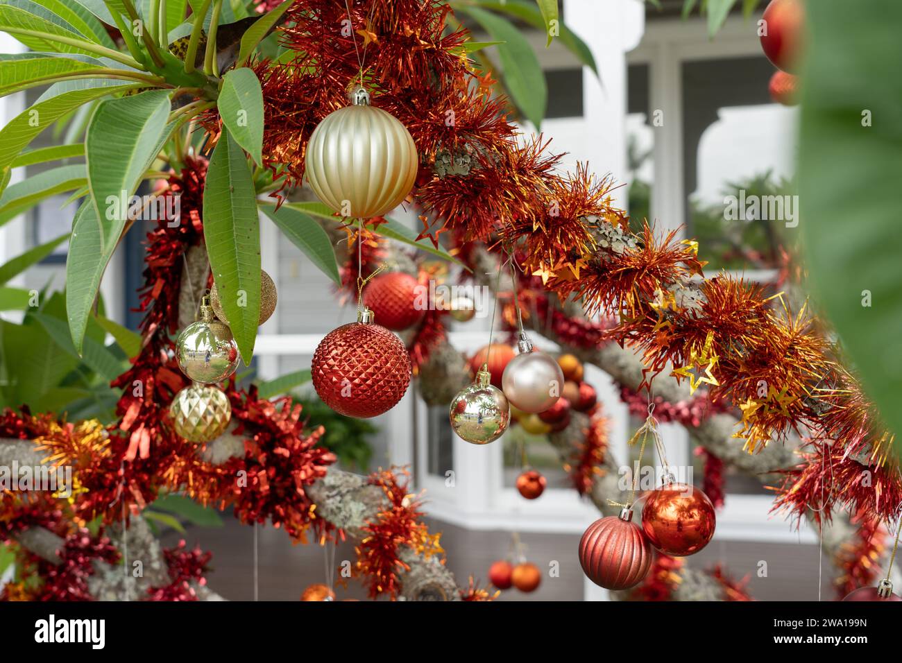 Copper, bronze and gold holiday decorations hanging on a Frangipani ...