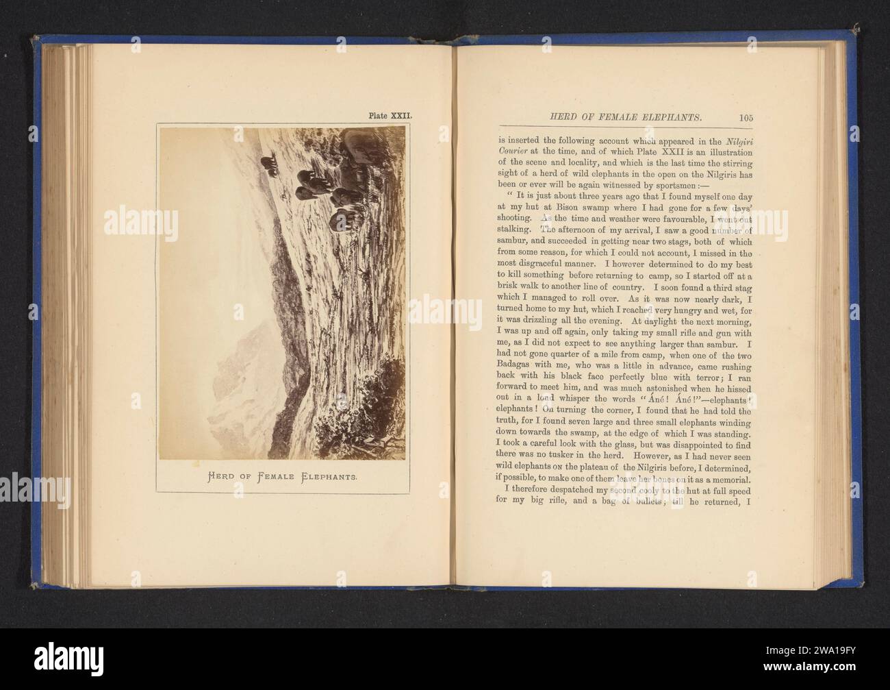 Photo production of a drawing of a herd of elephants, Nicholas & Co ...