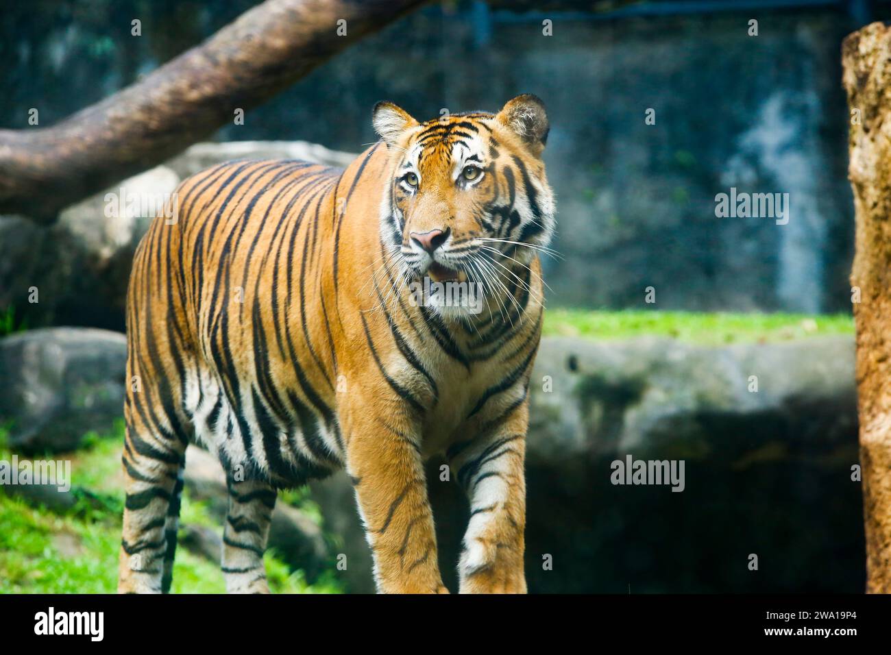 Big male bengal tiger walking in the nation park in sri lanka. Dehiwala ...