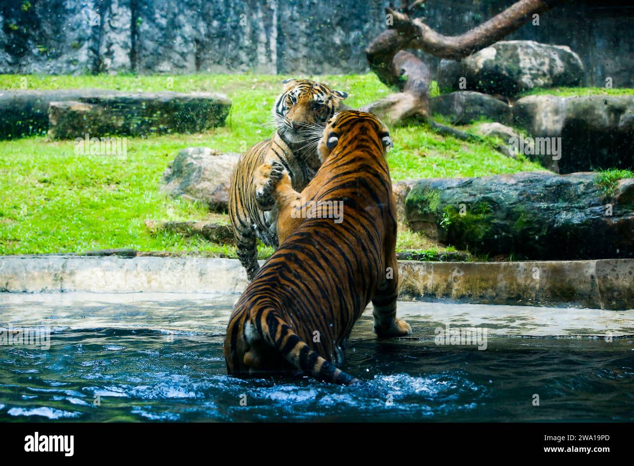 Siberian tiger fight hi-res stock photography and images - Alamy