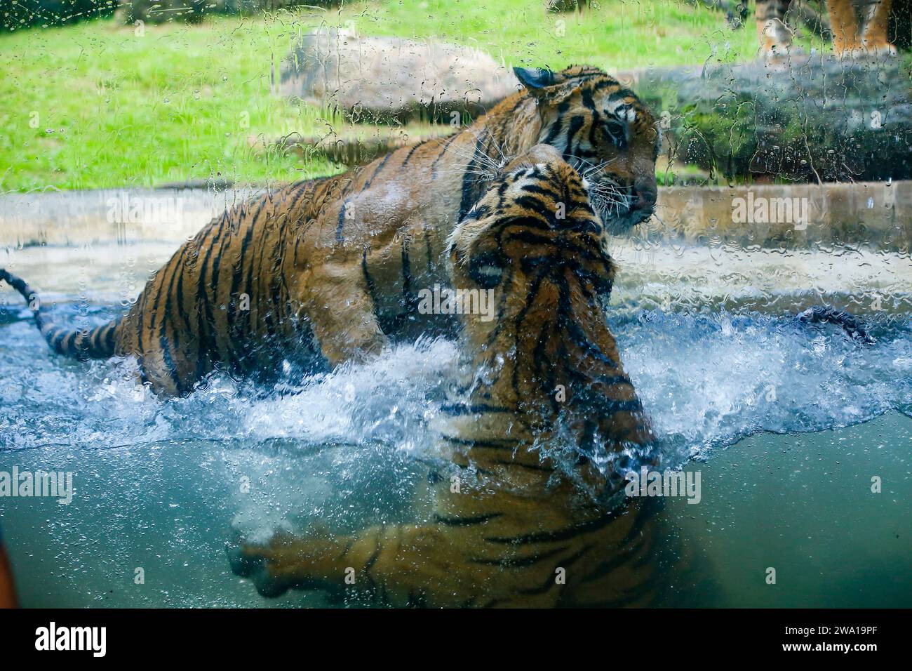 Siberian tiger underwater hi-res stock photography and images - Alamy