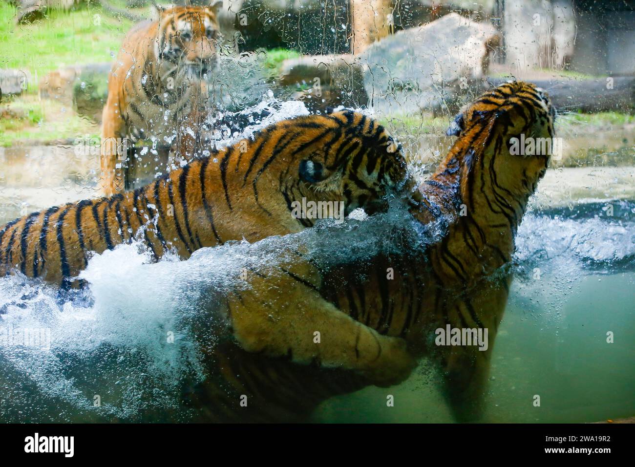 Siberian tiger underwater hi-res stock photography and images - Alamy