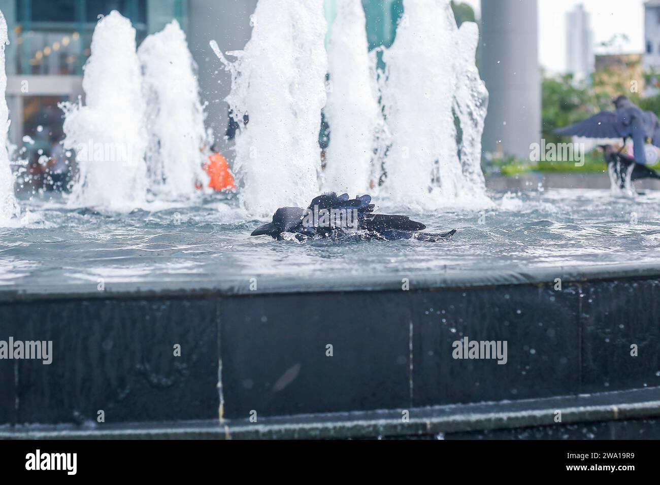 Group of crows Bathing in the summer heat in the Colombo city's ...