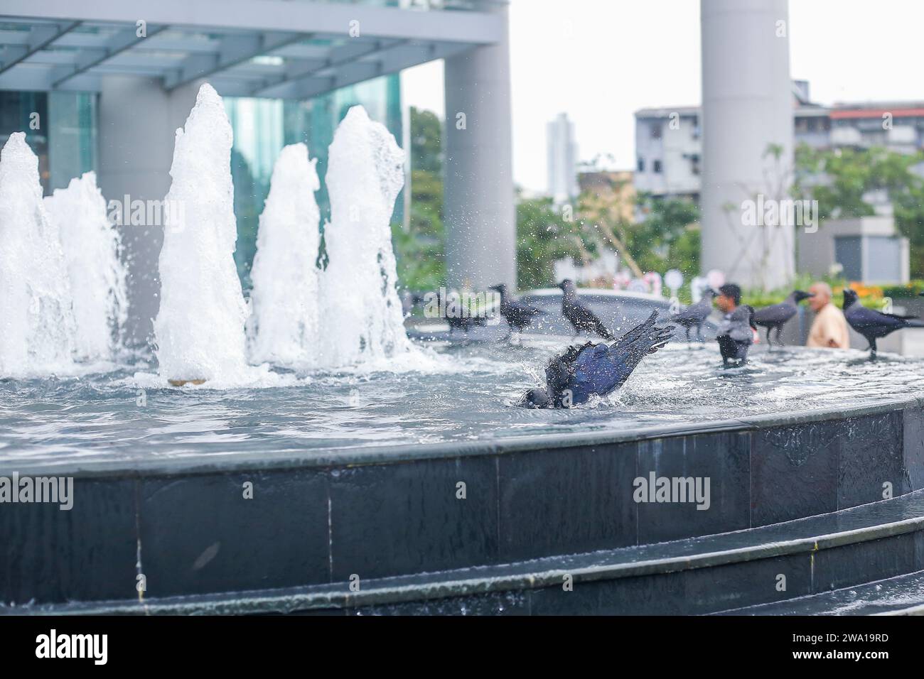 Group of crows Bathing in the summer heat in the Colombo city's ...