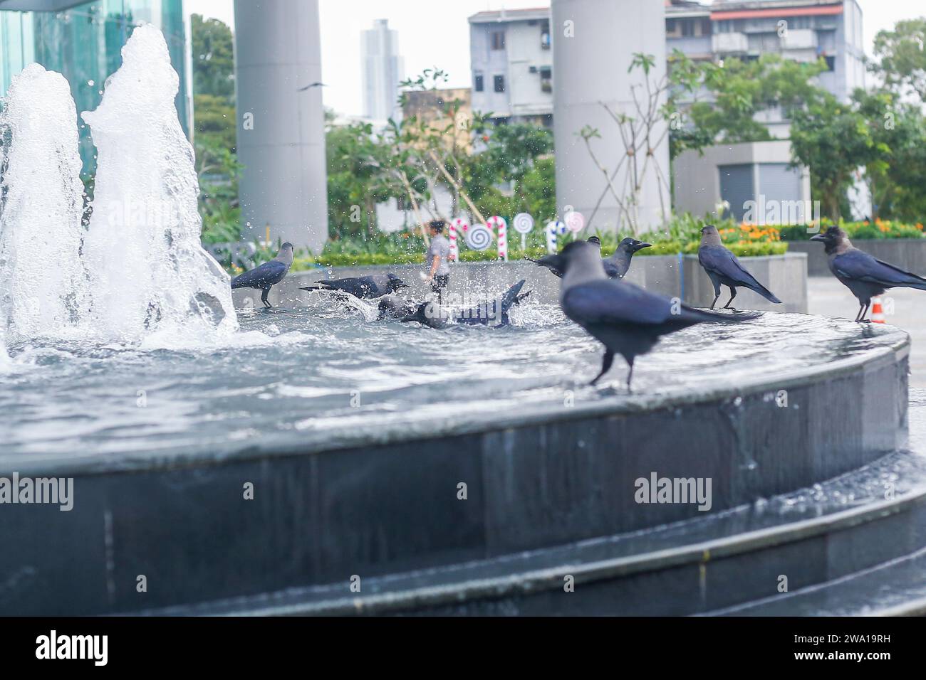 Group of crows Bathing in the summer heat in the Colombo city's ...