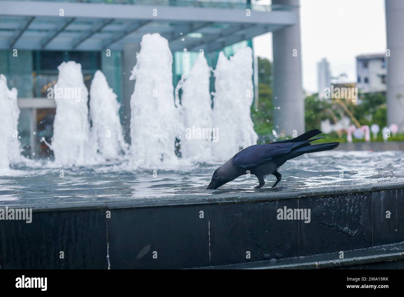 Group of crows Bathing in the summer heat in the Colombo city's ...