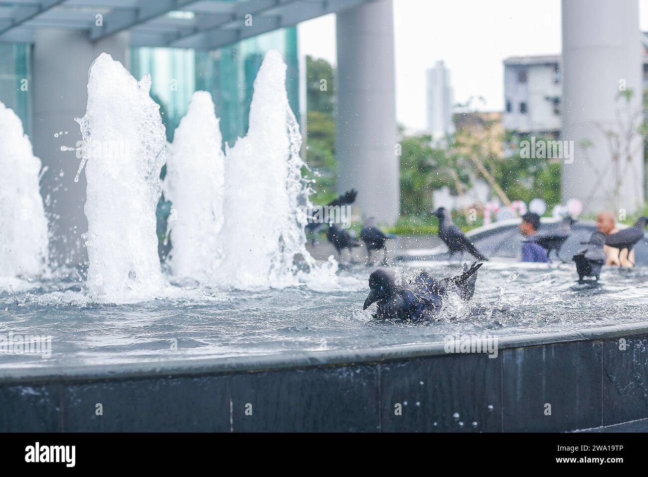 Group of crows Bathing in the summer heat in the Colombo city's ...