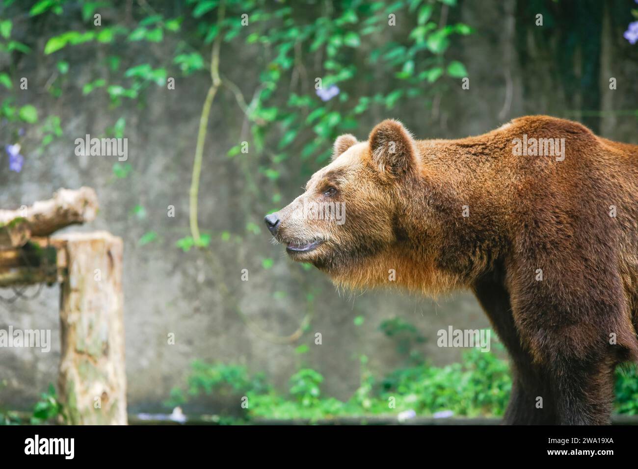 Closeup of huge adult brown bear looking Something. in Dehiwala Zoo of ...