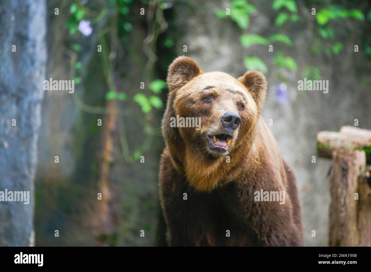 Male adult bear hi-res stock photography and images - Alamy