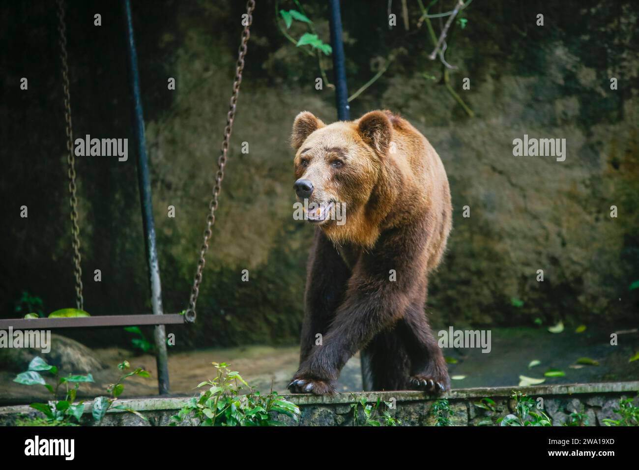 Full shot of huge adult brown bear looking Something. in Dehiwala Zoo ...