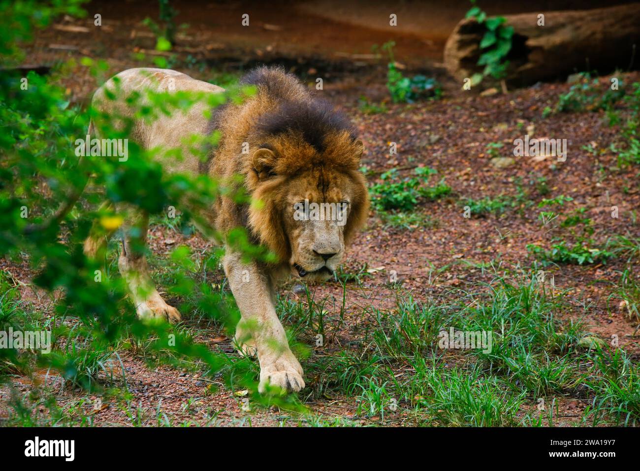 Lion Closup -in the Dehiwala National Park - Dehiwala, Sri Lanka Stock ...