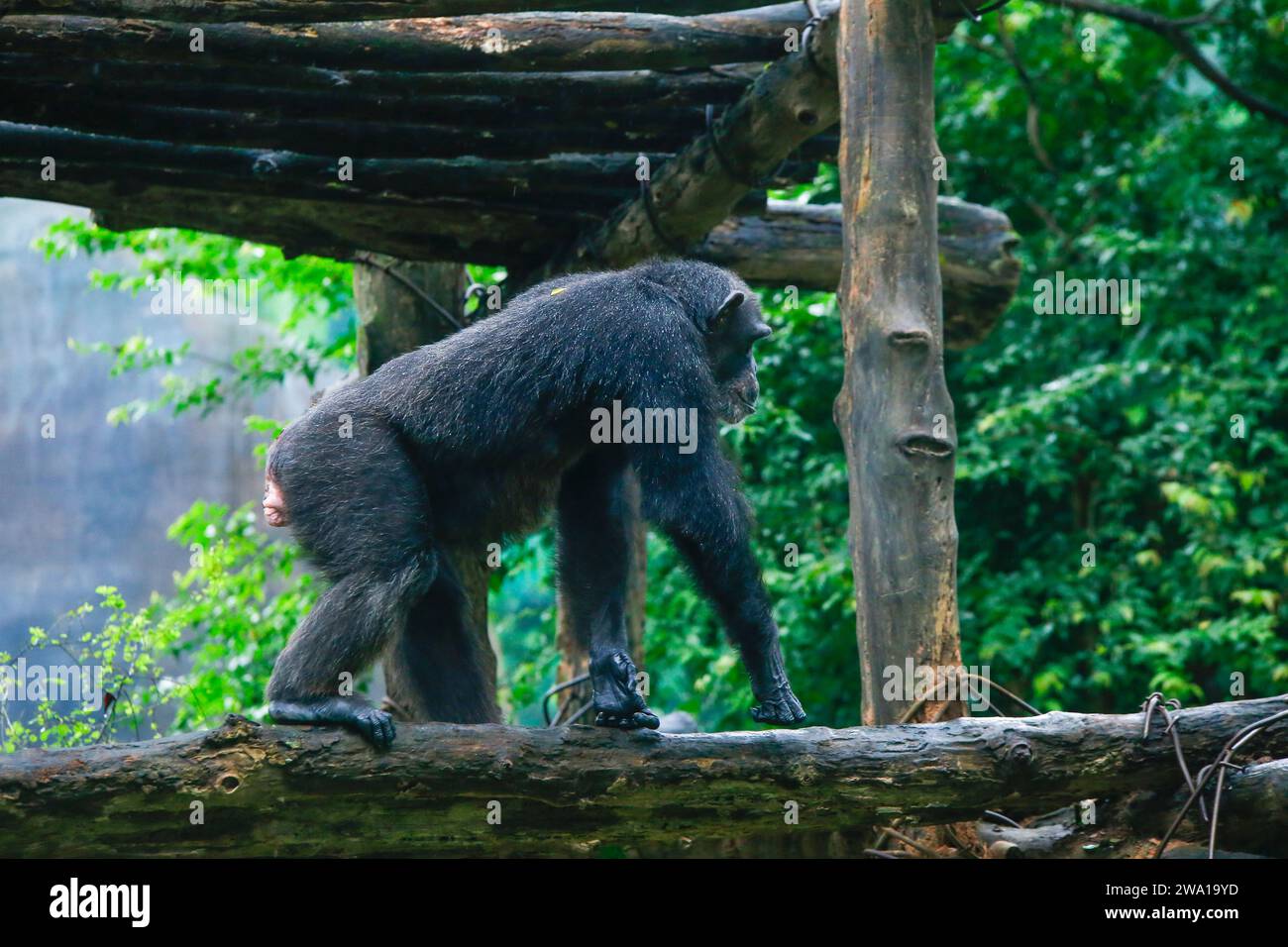 After getting wet in the rain Close-up view of a single adult ...