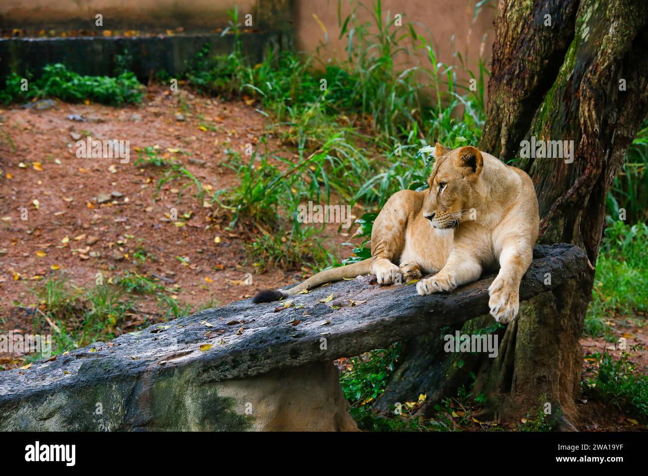 Lion Closup - Safari in the Dehiwala National Park - Dehiwala, Sri ...
