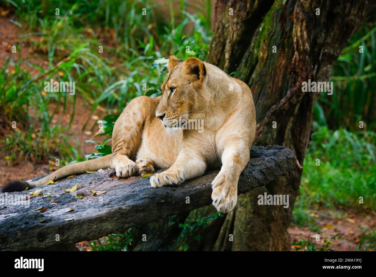 Lion Closup -in the Dehiwala National Park - Dehiwala, Sri Lanka Stock ...