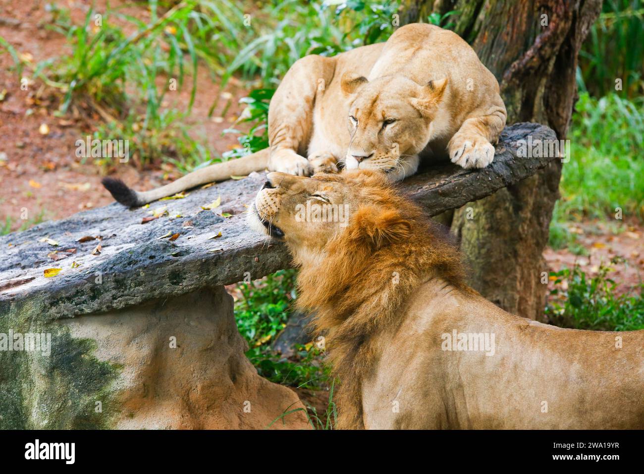 Lion couple in love - Safari in the Dehiwala National Park - Dehiwala ...