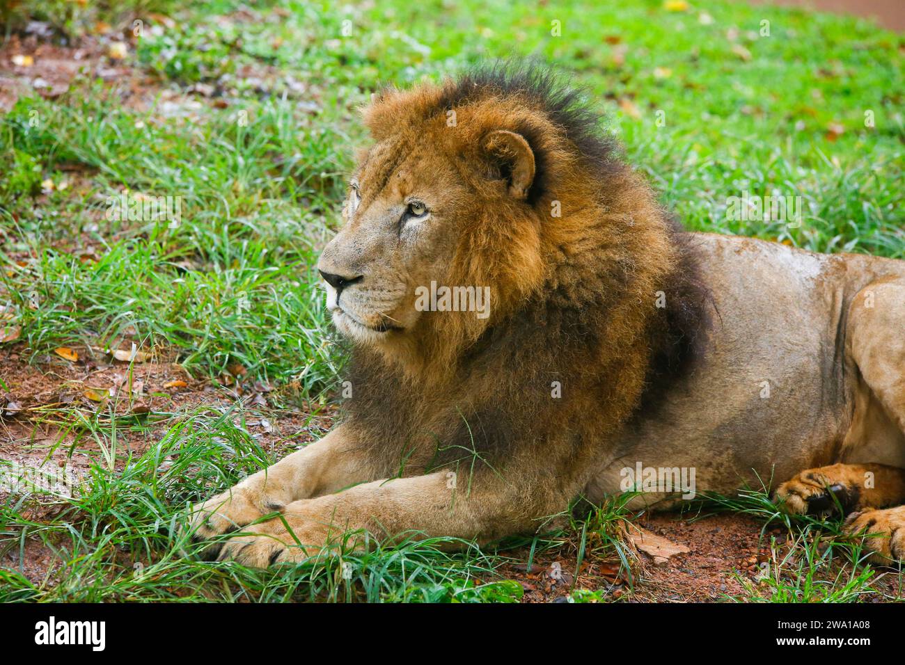 Lion Closup - in the Dehiwala National Park - Dehiwala, Sri Lanka Stock ...
