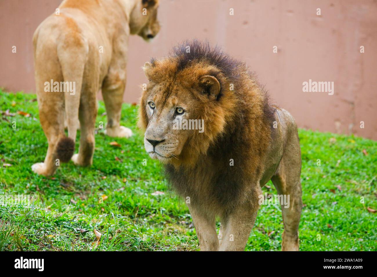 Lion Closup - in the Dehiwala National Park - Dehiwala, Sri Lanka Stock ...