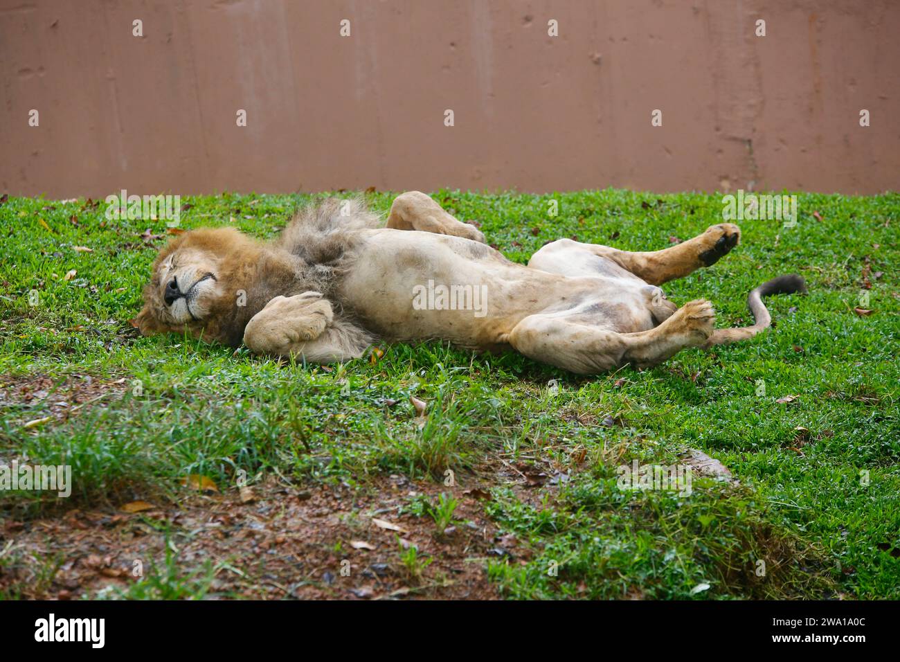 A young lioness lies on her back with her paws up. The lioness is ...
