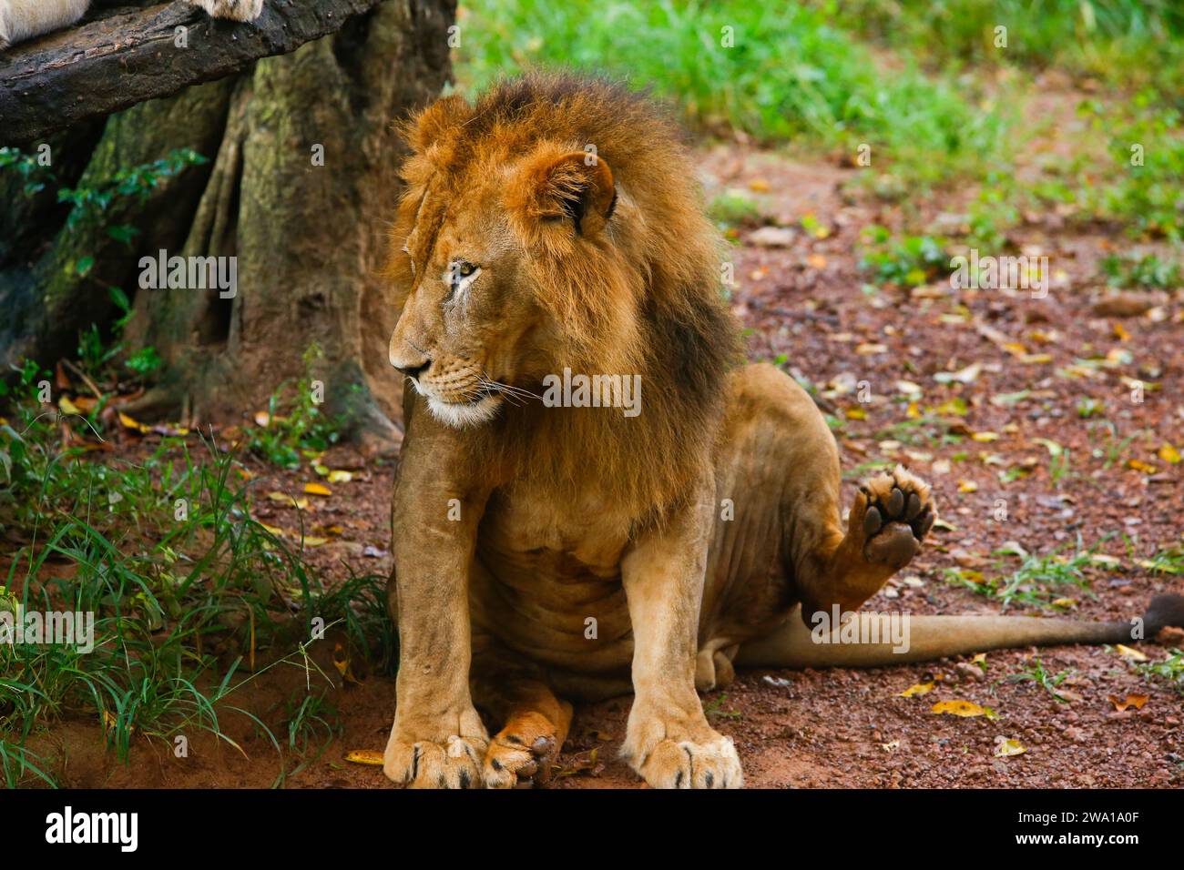 Lion Closup - in the Dehiwala National Park - Dehiwala, Sri Lanka Stock ...