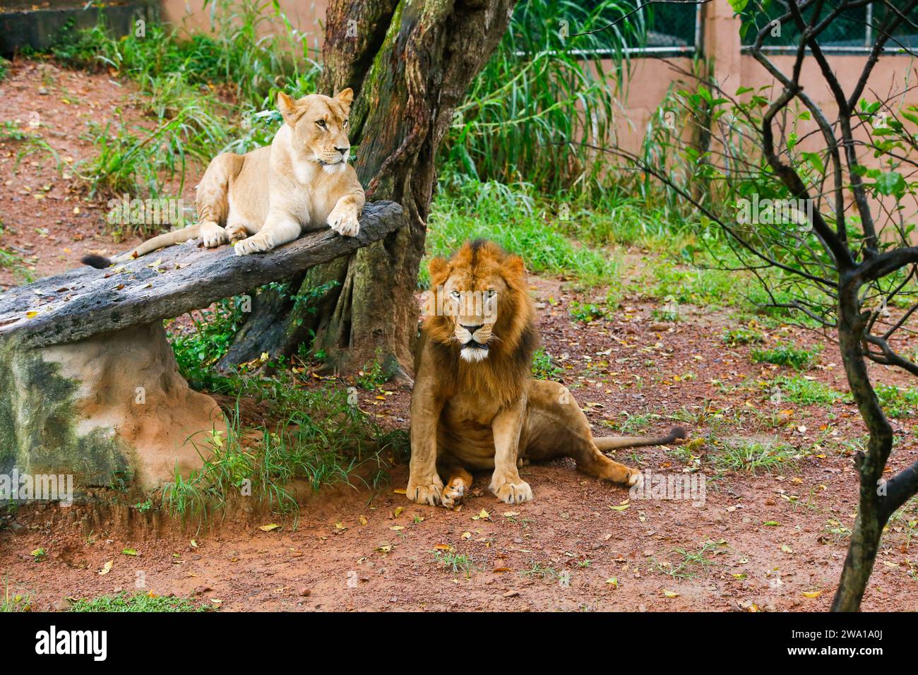 Lion Closup - in the Dehiwala National Park - Dehiwala, Sri Lanka Stock ...