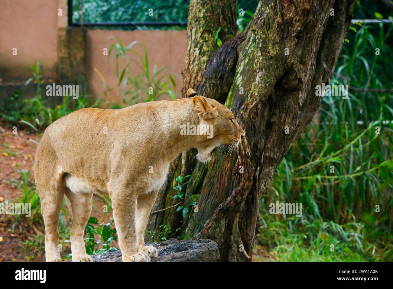 Lion Closup - in the Dehiwala National Park - Dehiwala, Sri Lanka Stock ...