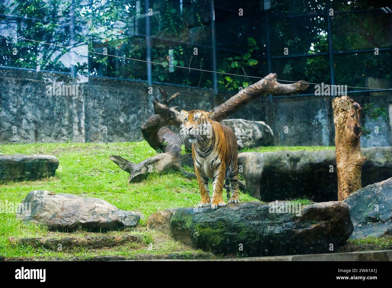 Big male bengal tiger walking in the nation park in sri lanka. Dehiwala ...