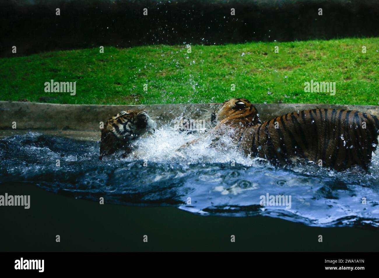 Couple of tigers fighting lovingly in under water in a national park in ...