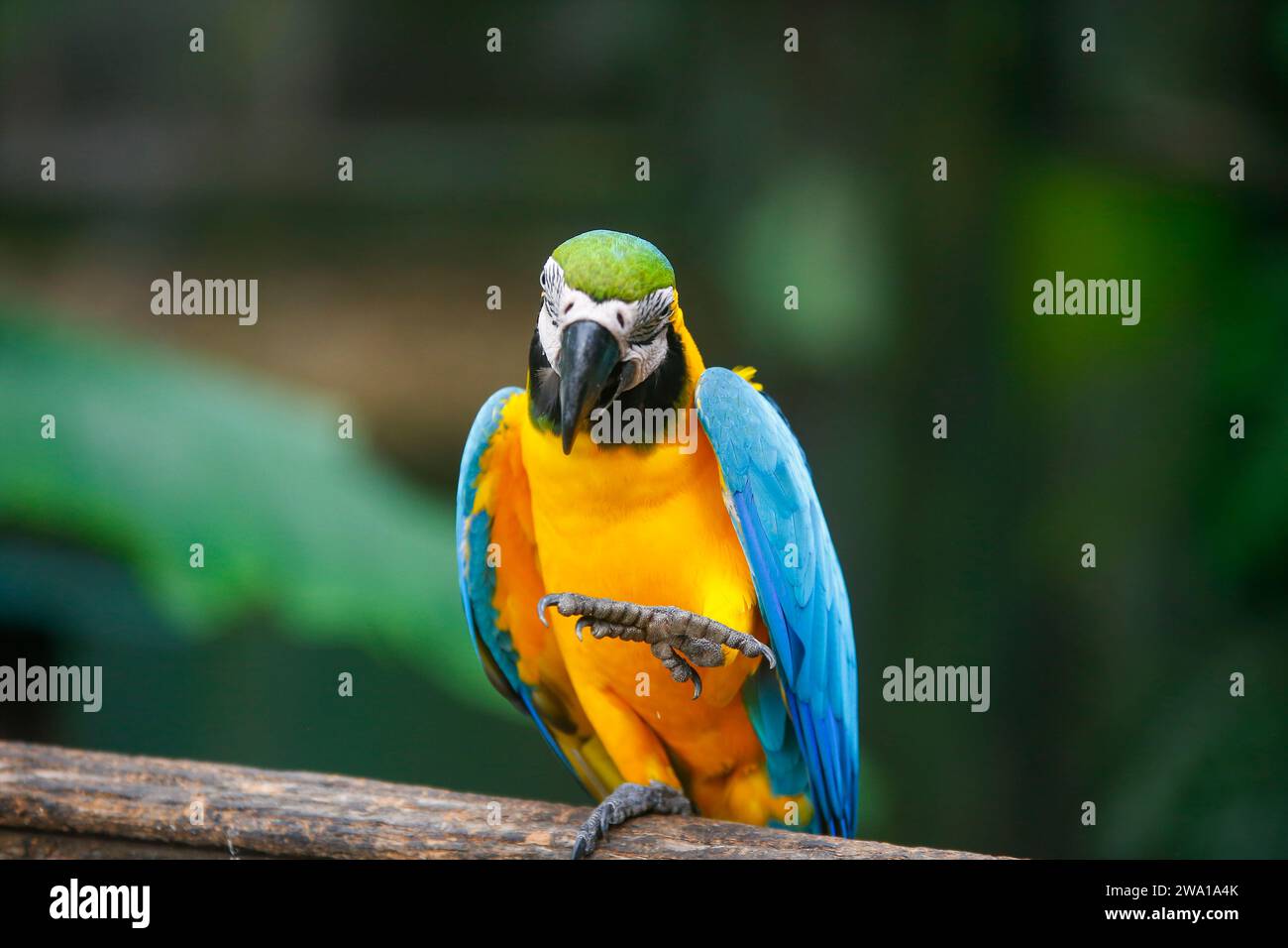 colorful Macaw parrot in Dehiwala, Sri Lanka Stock Photo - Alamy