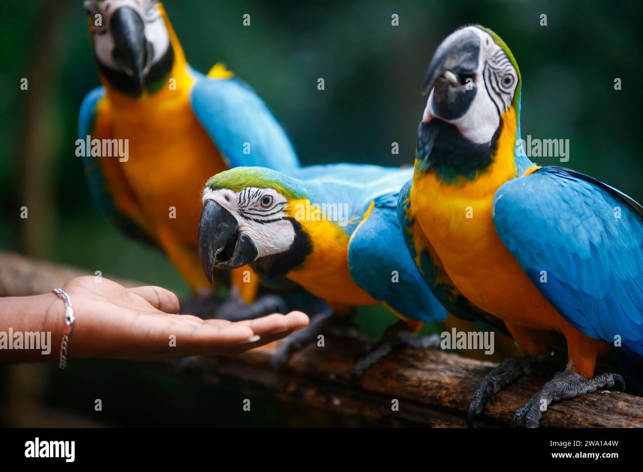 A pair of colorful macaws eating seeds from the hand of a person in sri ...