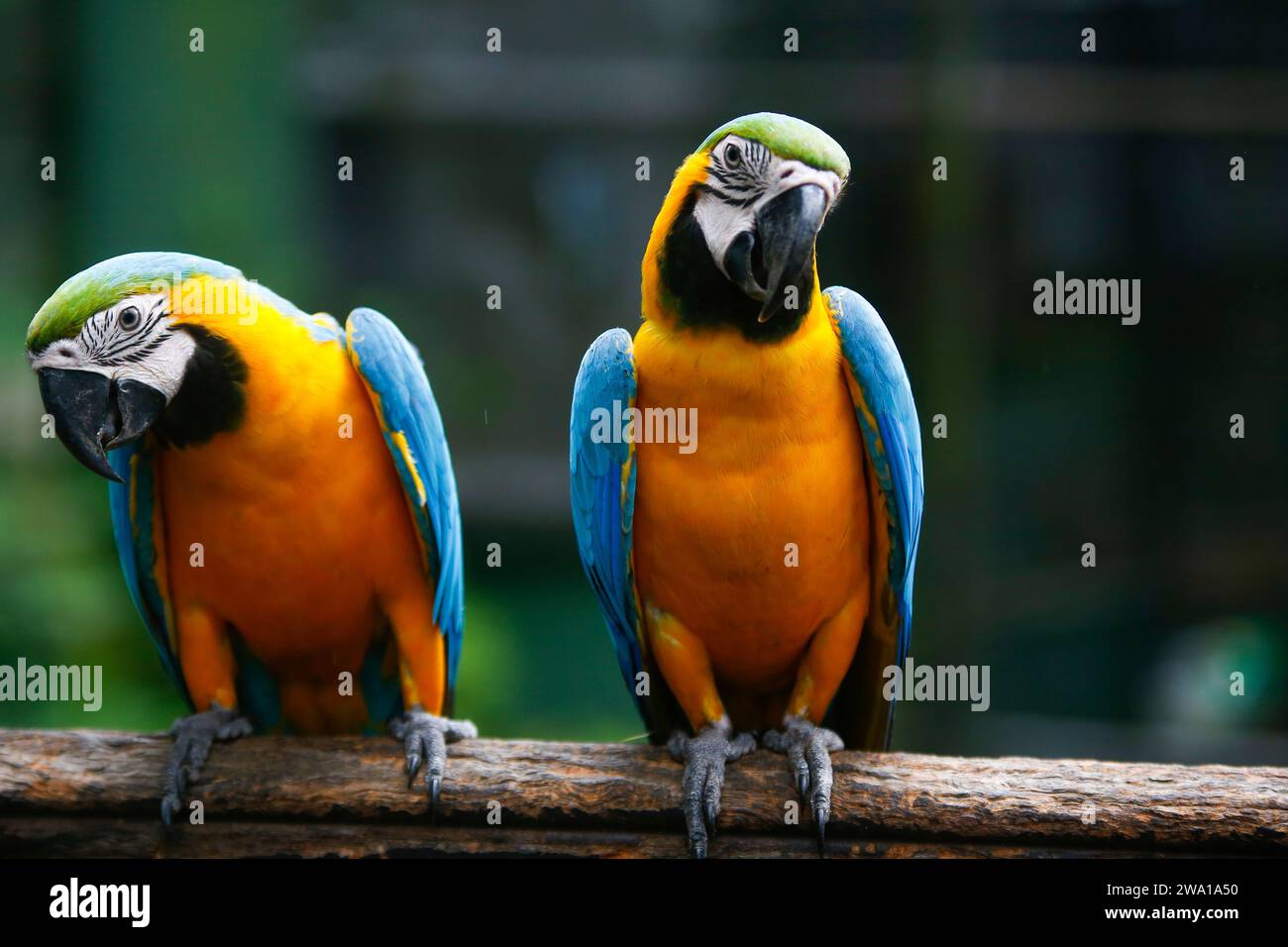 A group of colorful macaws Looking to the seeds in a row. in sri lanka ...